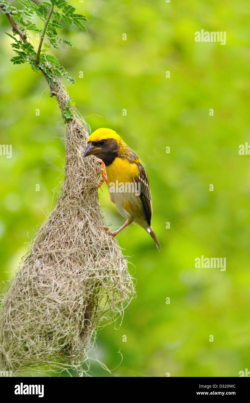 The Baya Weaver, Ploceus philippinus building nest Stock Photo - Alamy
