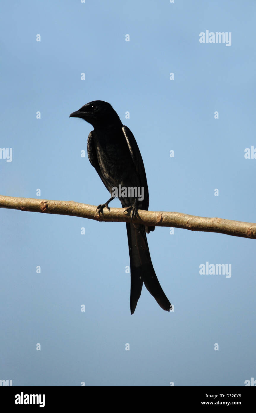 Fork tailed drongo, Dicrurus adsimilis. Family of small passerine birds ...