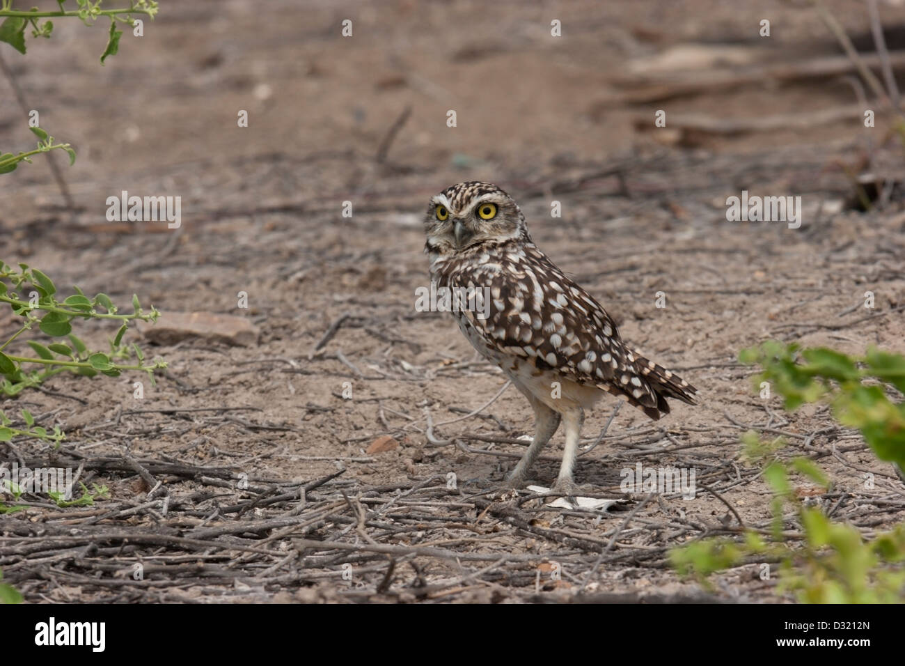 Burrowing Bird High Resolution Stock Photography and Images - Alamy