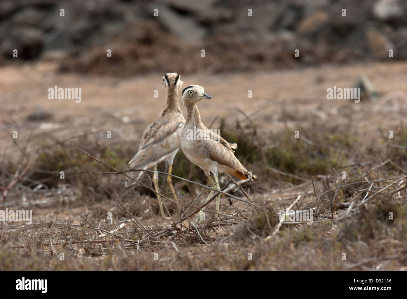 bird Uganda birds brown ground nesting Stock Photo - Alamy