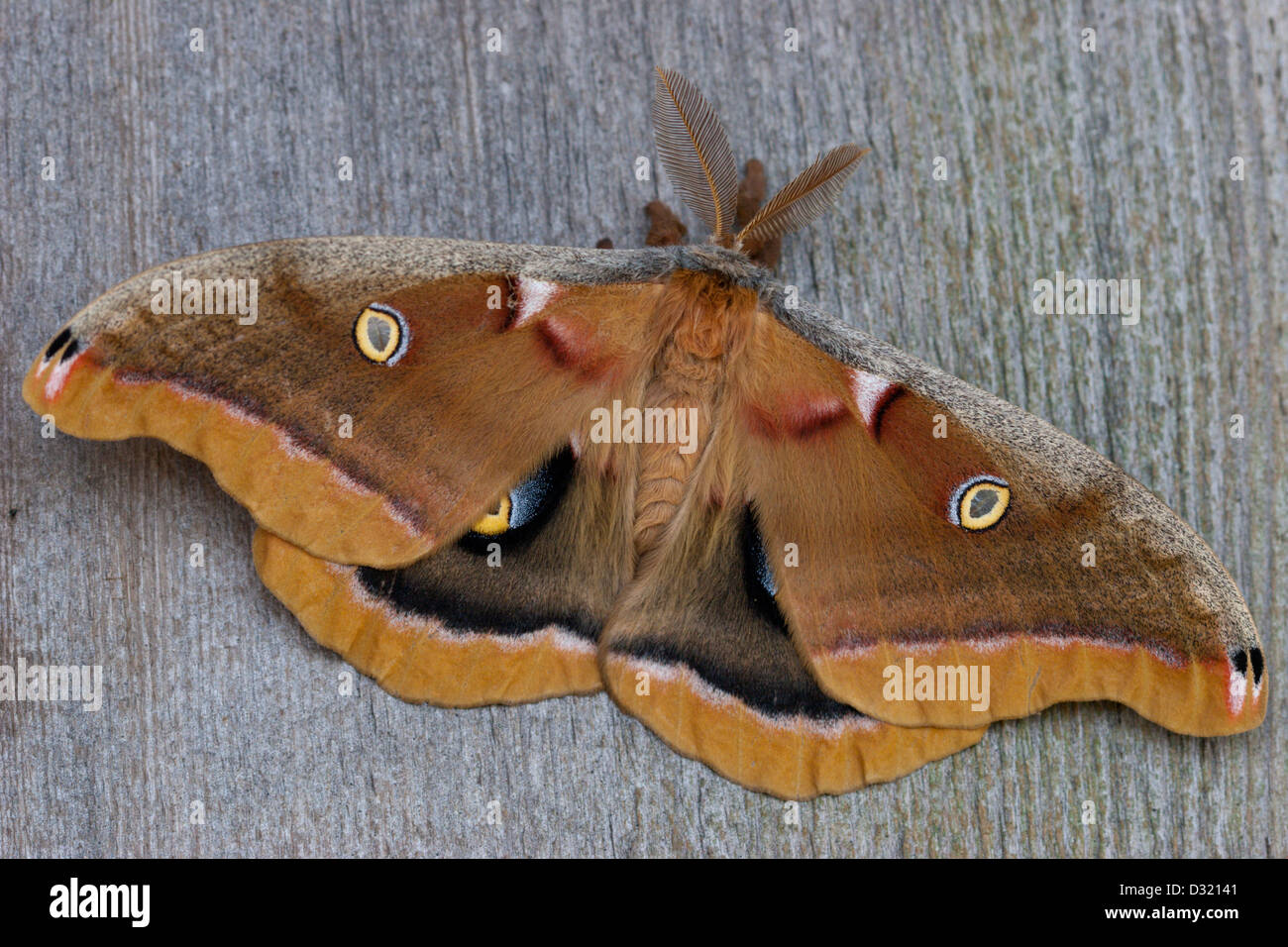 cecropia moth insect wings colourful color Stock Photo - Alamy