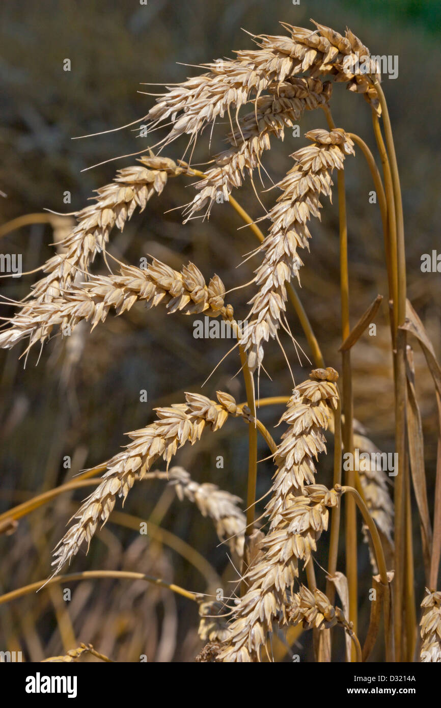 wheat harvest golden grain bread Stock Photo - Alamy