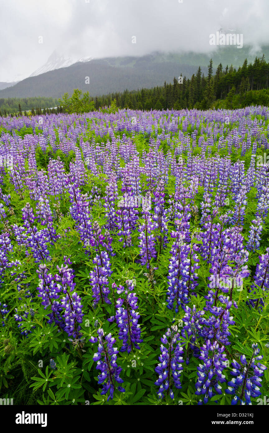 Arctic Lupine, Lupinus arcticus, purple flowers in bloom, Kenai ...