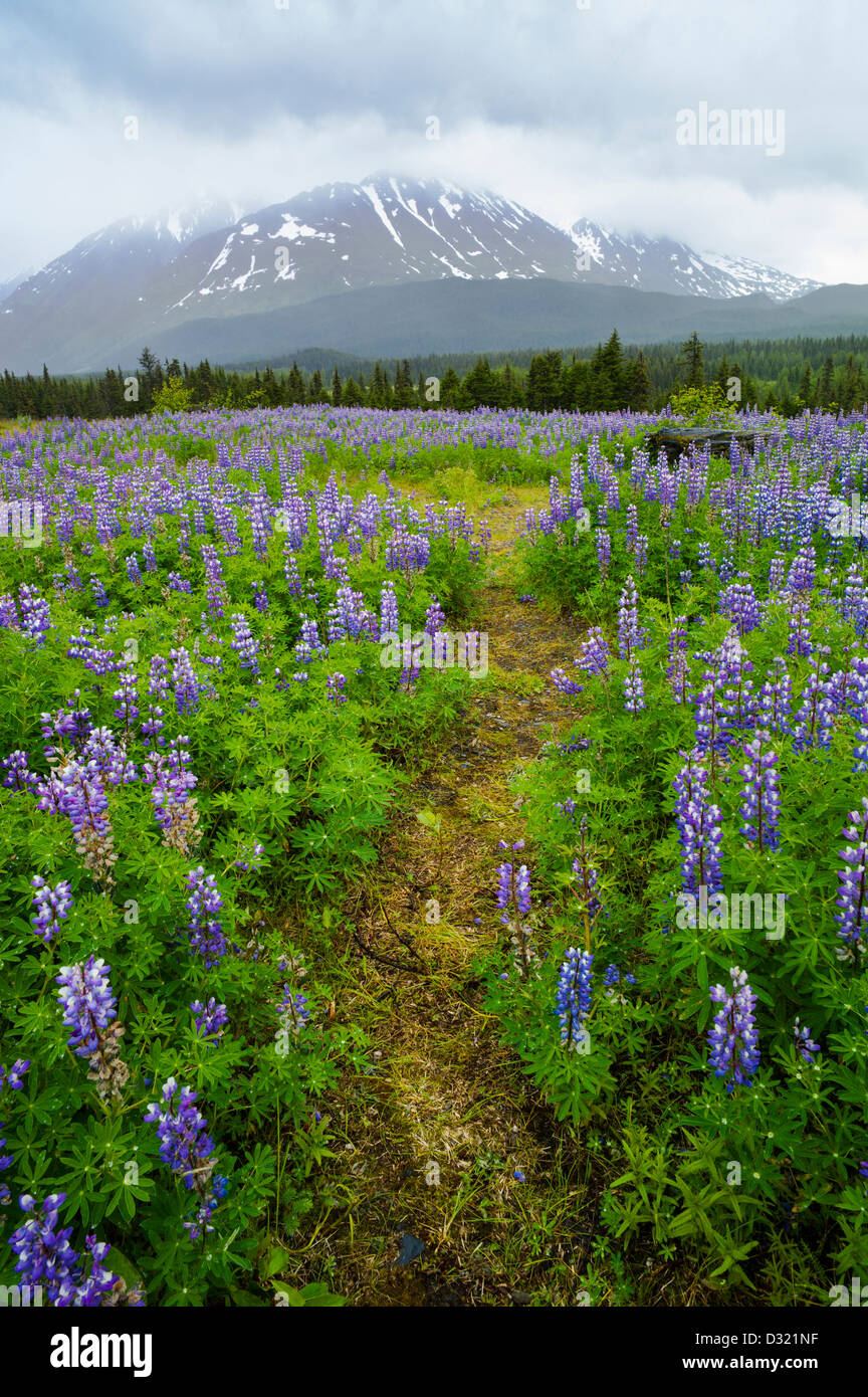 Arctic Lupine, Lupinus arcticus, purple flowers in bloom, Kenai ...