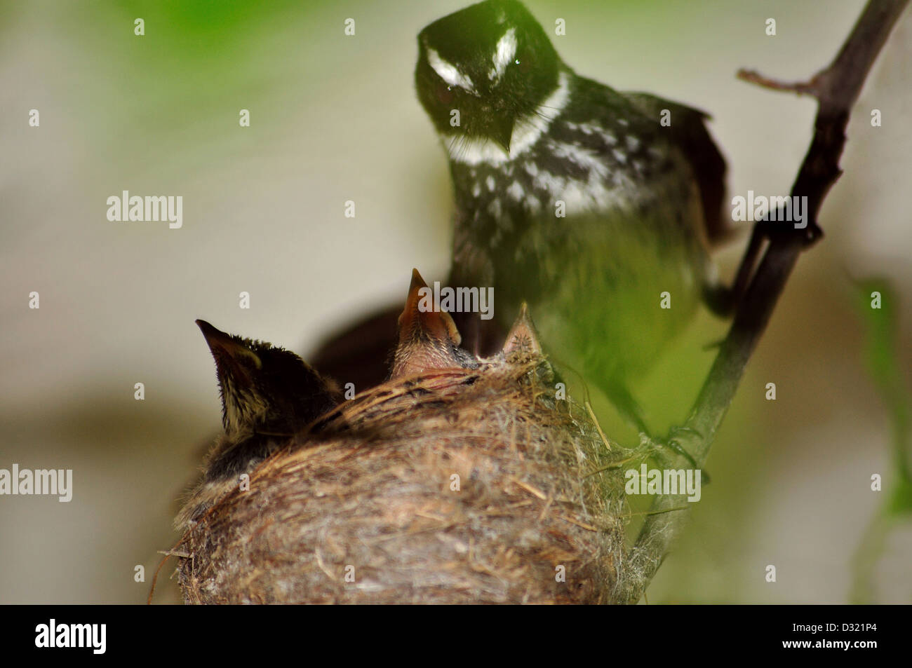 The White-throated Fantail, Rhipidura albicollis, nest and babies Stock ...