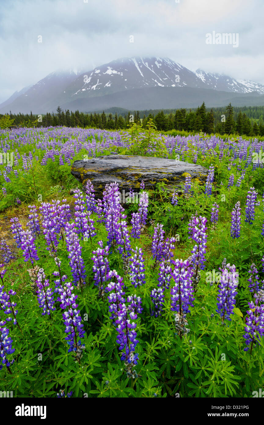 Arctic Lupine, Lupinus arcticus, purple flowers in bloom, Kenai ...