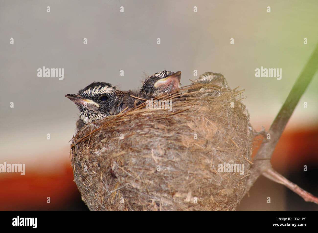 Chicks of white throated fantail in its nest Stock Photo - Alamy