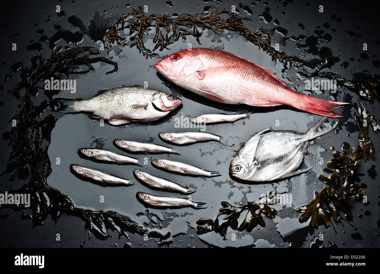Fish varieties hi-res stock photography and images - Alamy