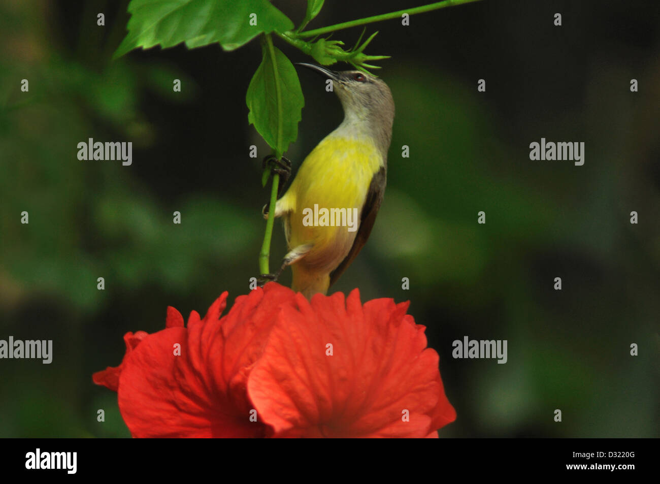 Sunbird flight hi-res stock photography and images - Alamy