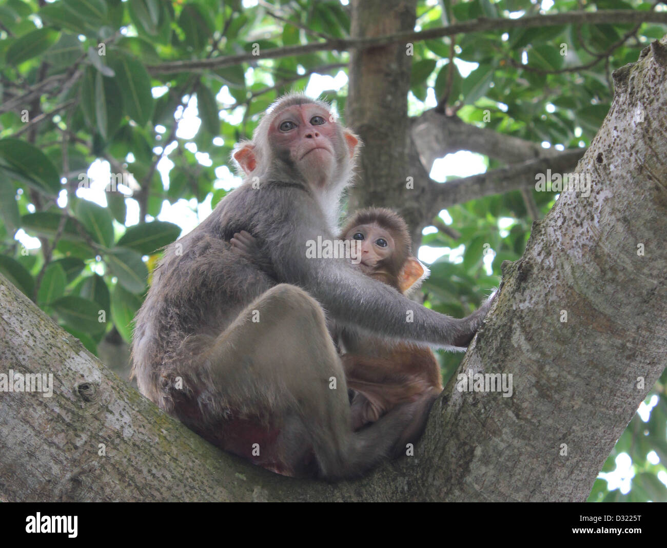 Baby wildlife hi-res stock photography and images - Alamy