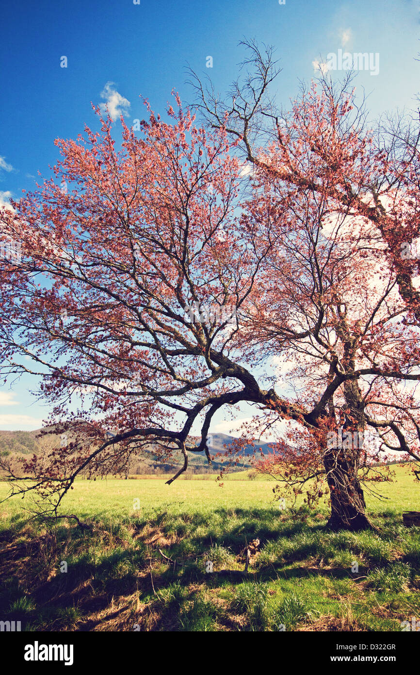 A single tree begins to show spring blooms Stock Photo - Alamy