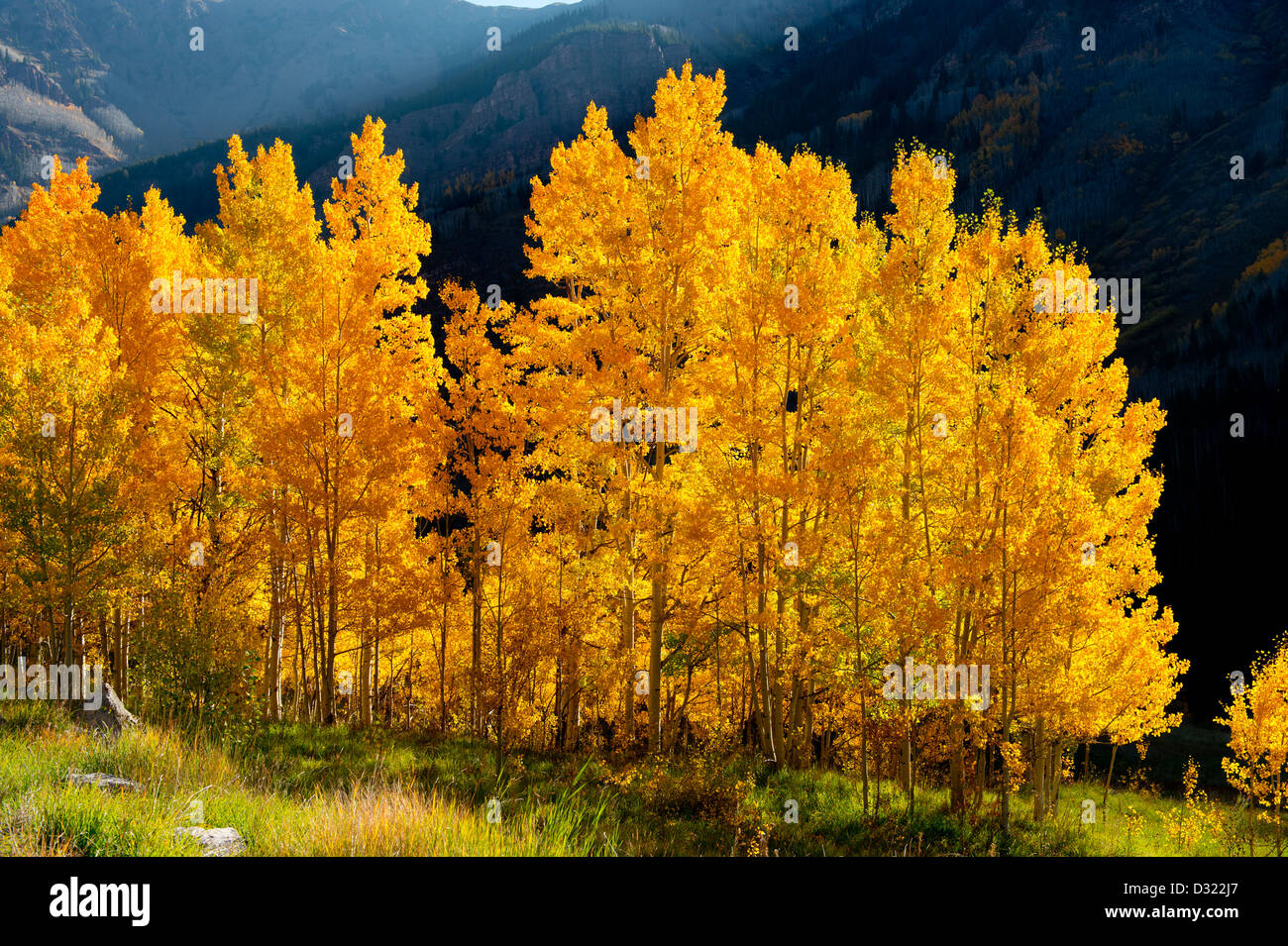 Yellow trees in rural landscape Stock Photo - Alamy