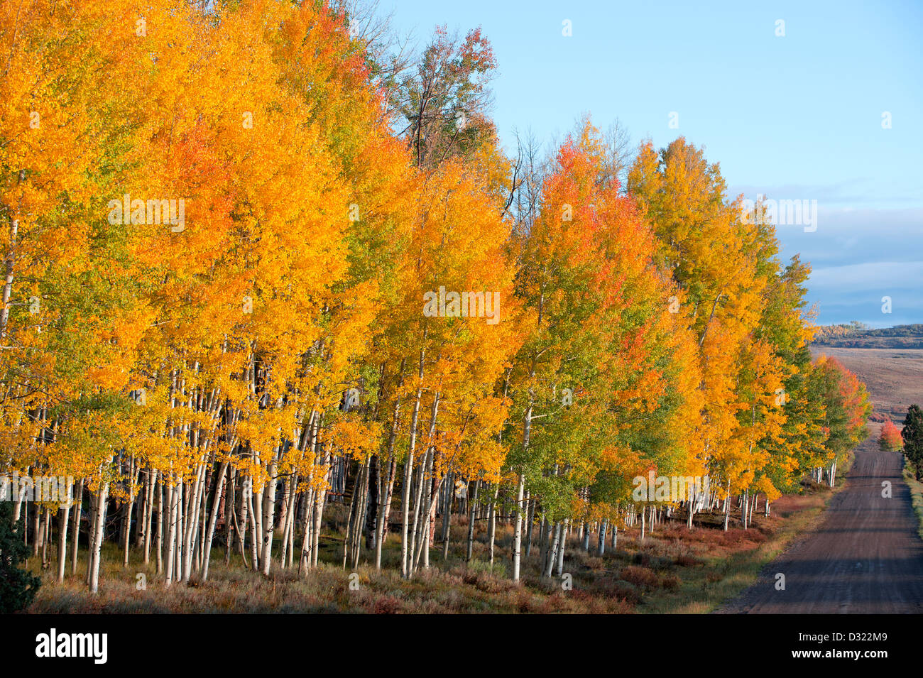 Yellow trees in rural landscape Stock Photo - Alamy