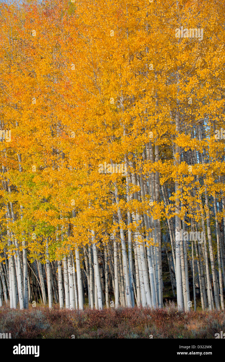 Yellow trees in rural landscape Stock Photo - Alamy