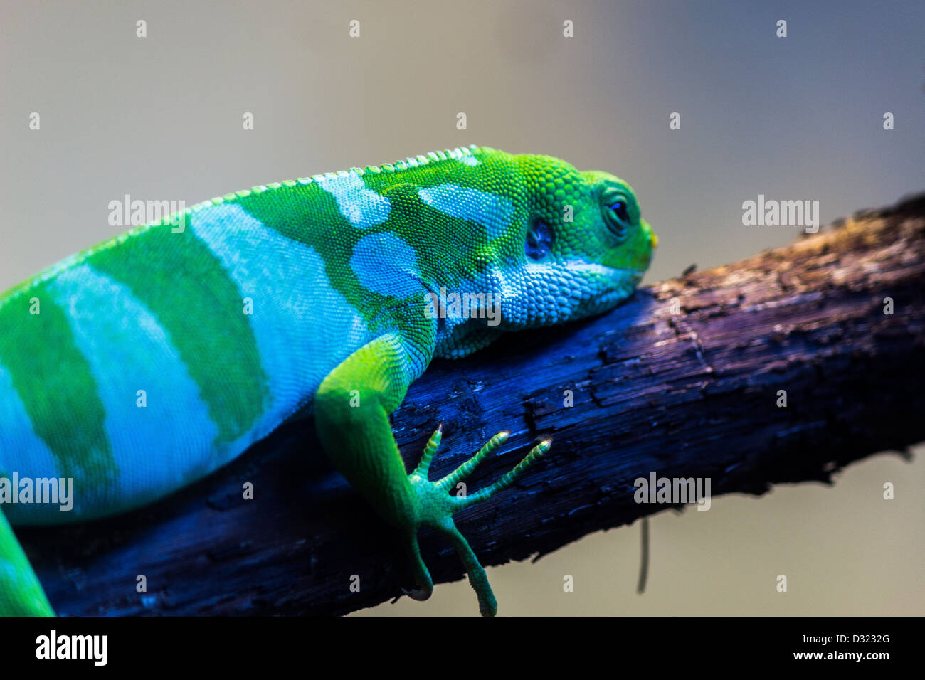 A lizard lies across a tree branch Stock Photo - Alamy