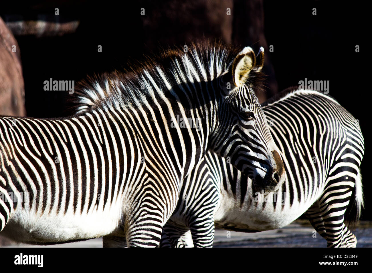 Zebra looking back hi-res stock photography and images - Alamy