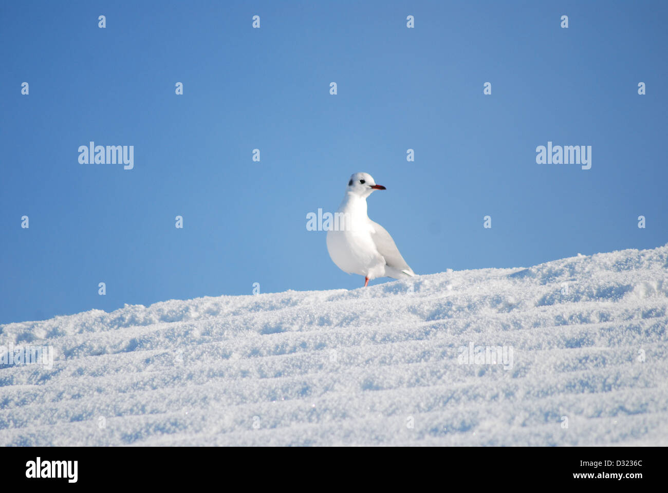 A seagull on a rooftop covered in snow in winter with a bright blue sky ...