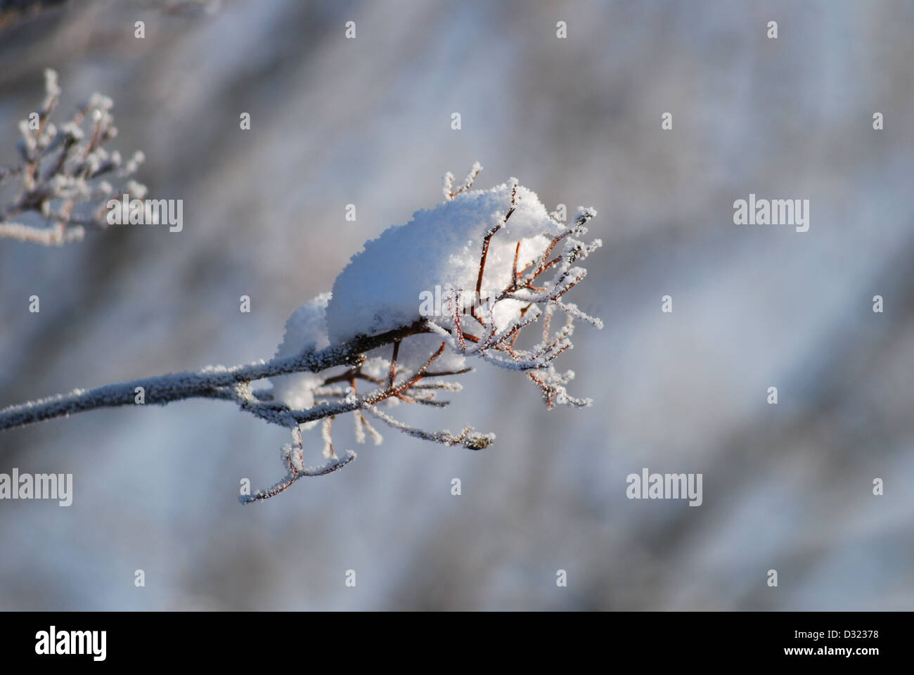 A lump of snow on a branch of a tree in winter, up close with a shallow ...