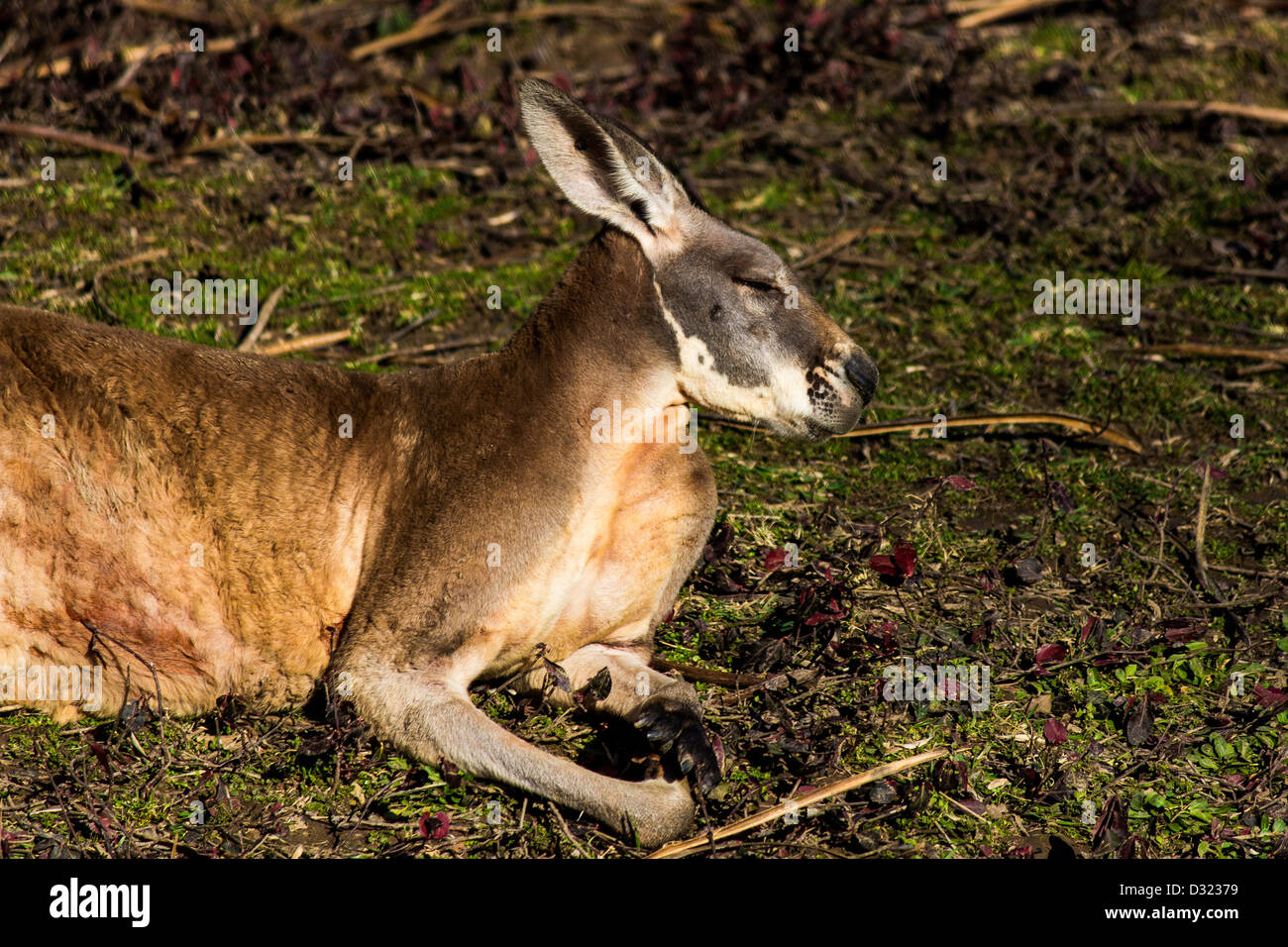 A kangaroo sleeping Stock Photo - Alamy