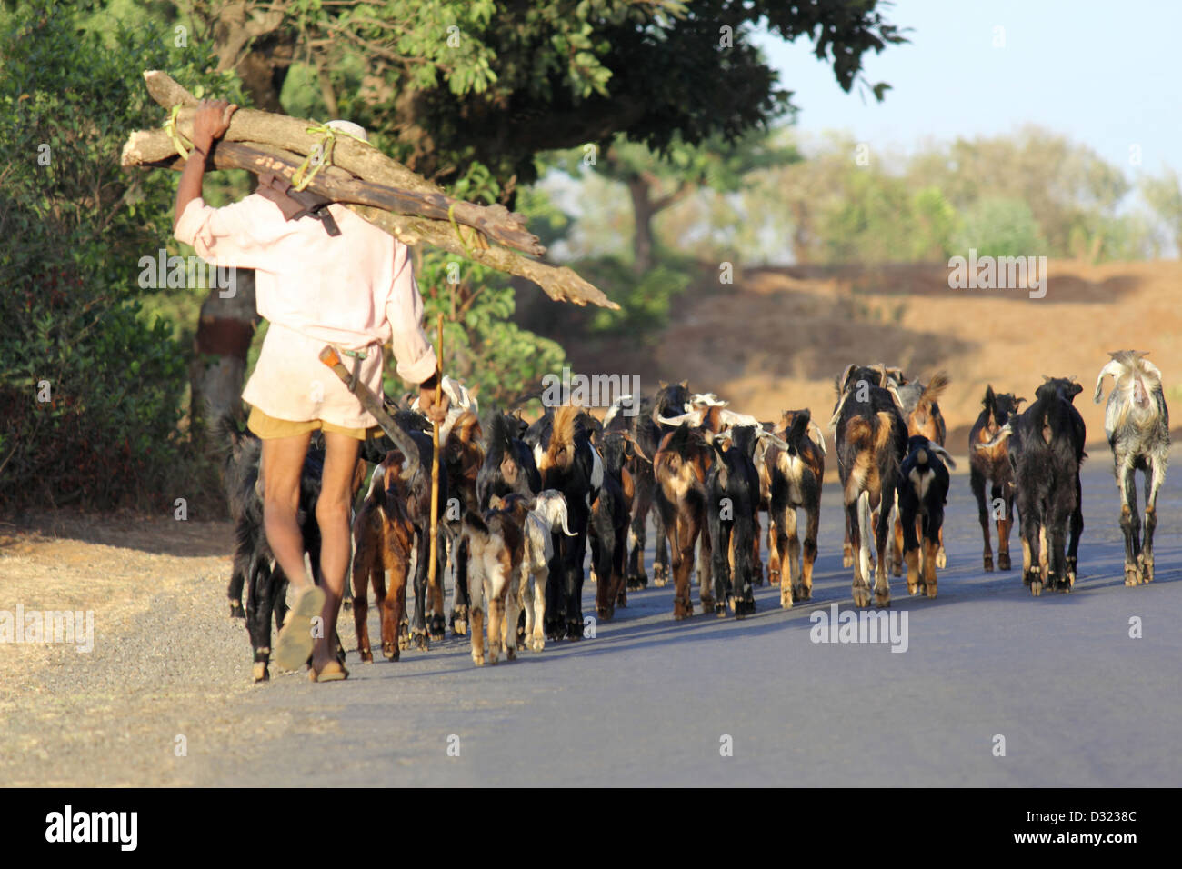 Indian shepherd In Bhimasanker road near Pune Stock Photo - Alamy
