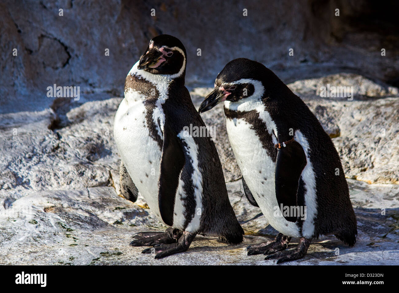 Two penguins staring at something in the water Stock Photo - Alamy