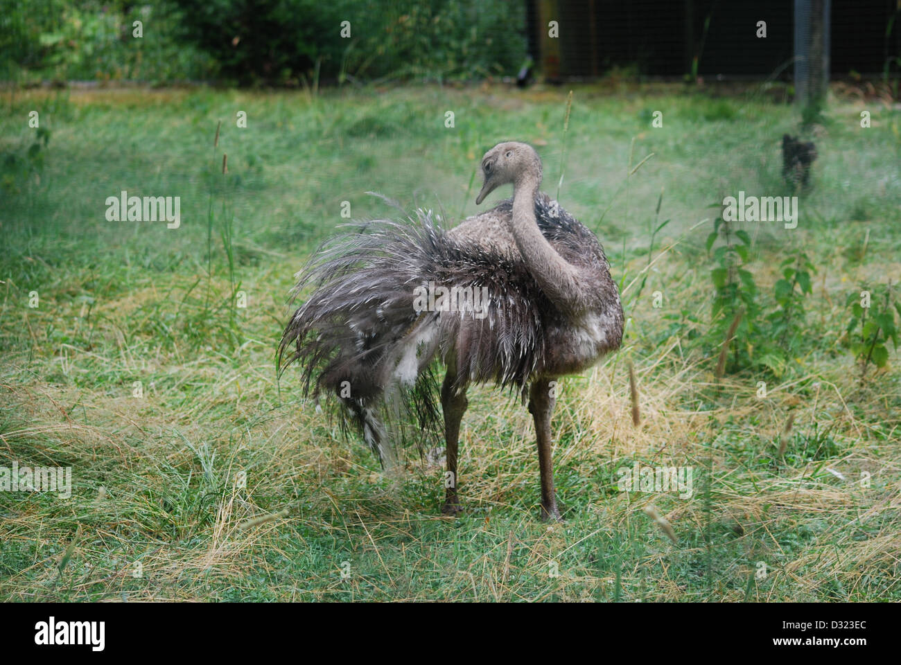 An exotic Darwin bird grooming its feathers at Edinburgh zoo in an open ...
