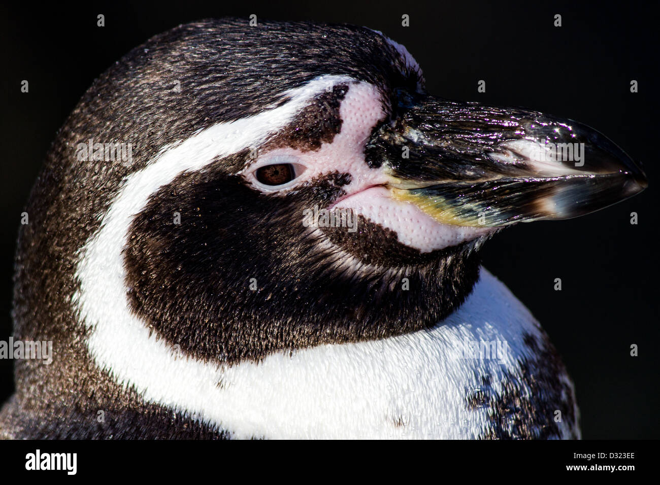 Penguins head hi-res stock photography and images - Alamy