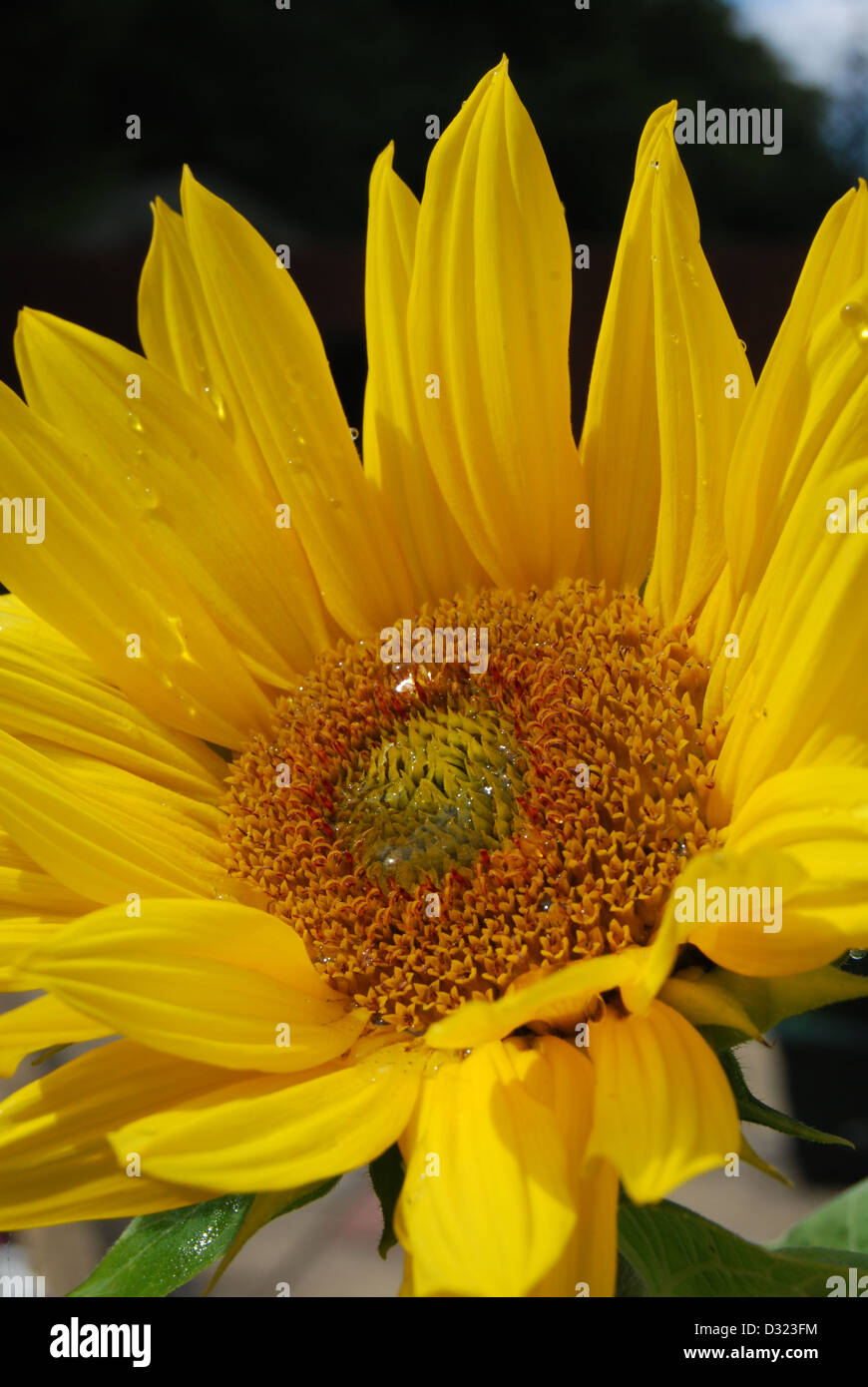 A sunflower with water droplets on its petals and seeds looking at the ...
