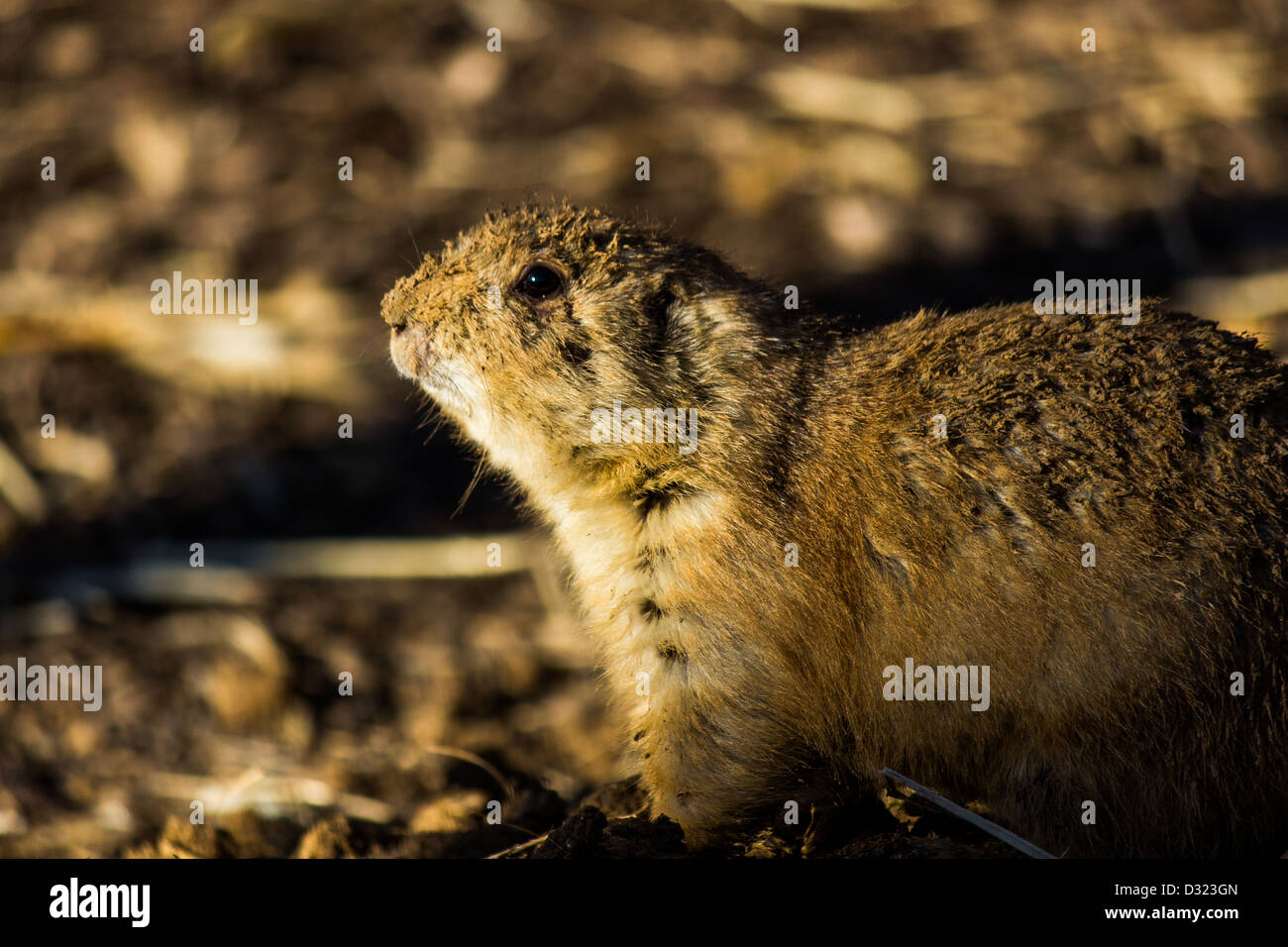 A prairie watchful dog Stock Photo - Alamy