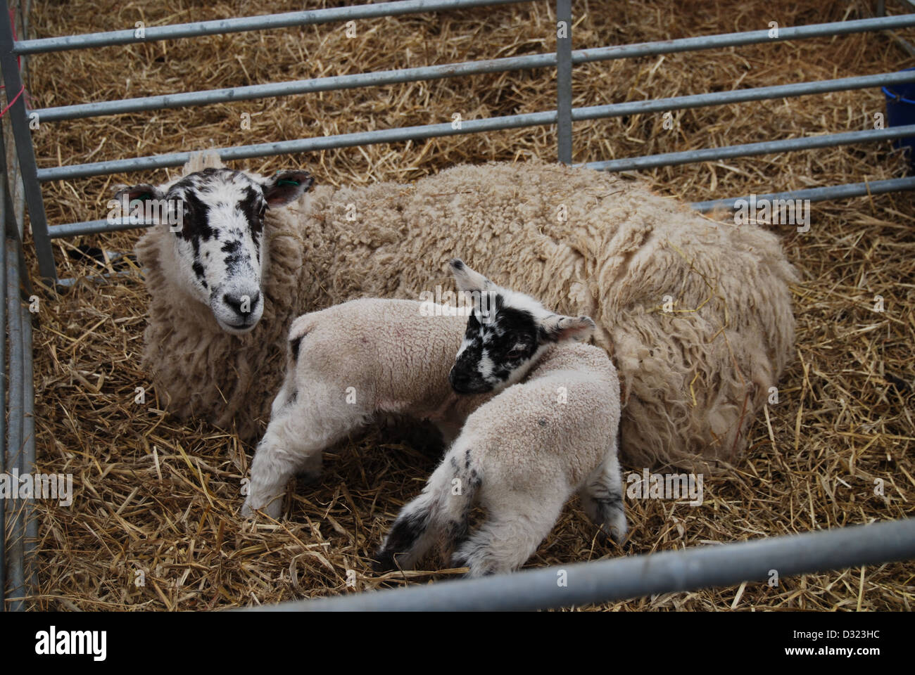 Cheeky donkey hi-res stock photography and images - Alamy