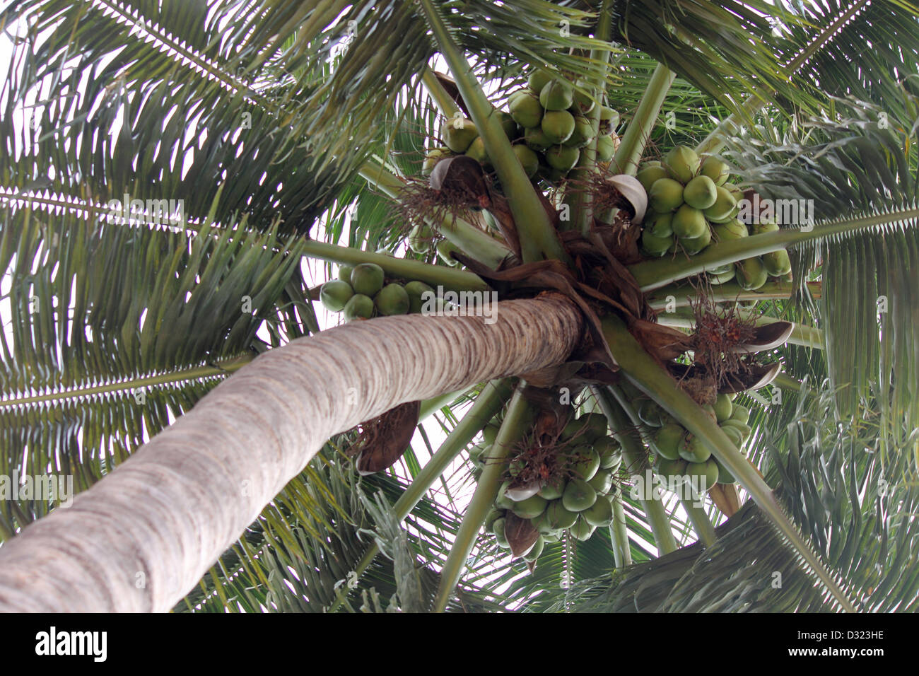 Coconut tree with coconuts hi-res stock photography and images - Alamy