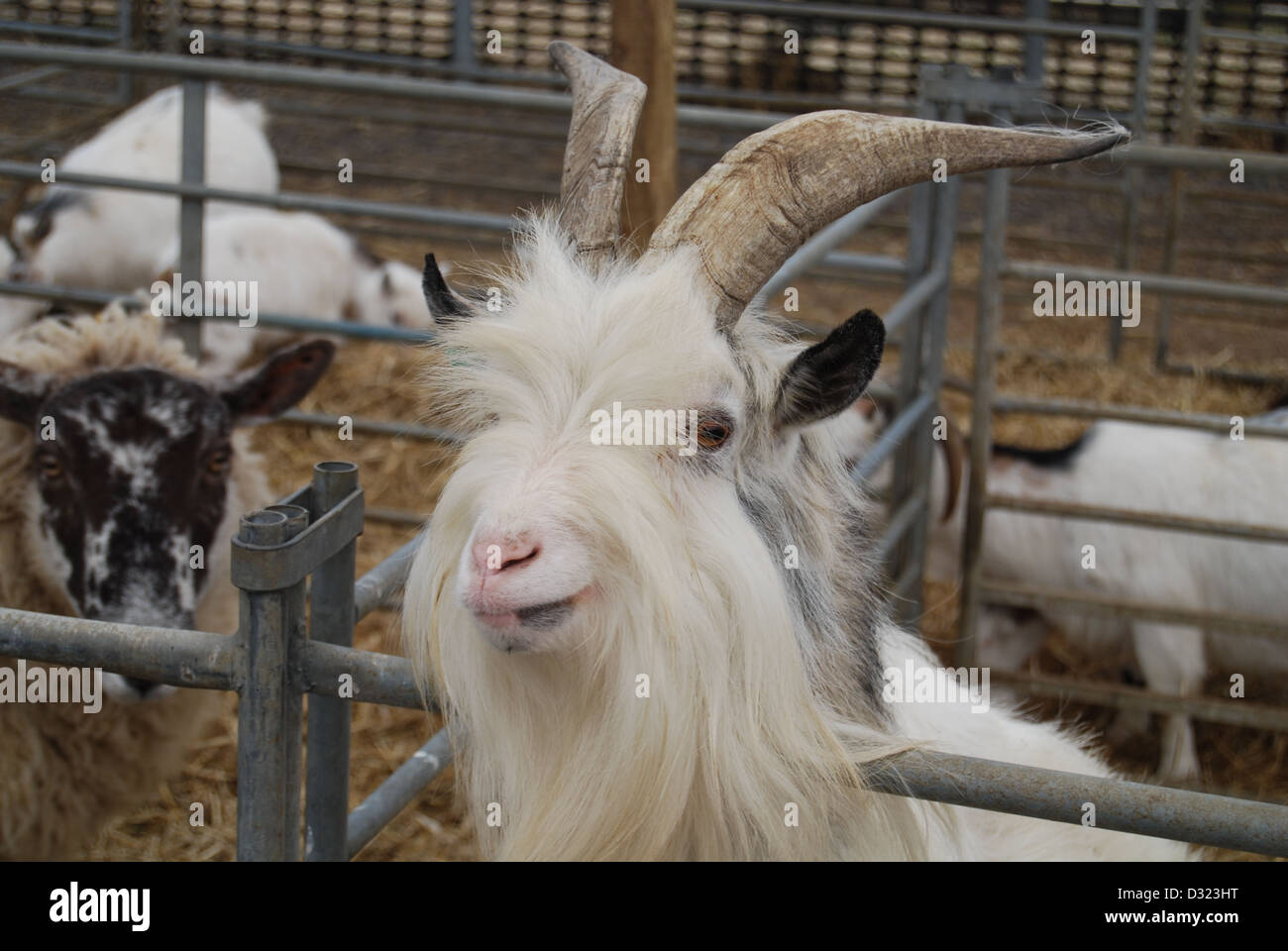 Ram and a horse goats hi-res stock photography and images - Alamy