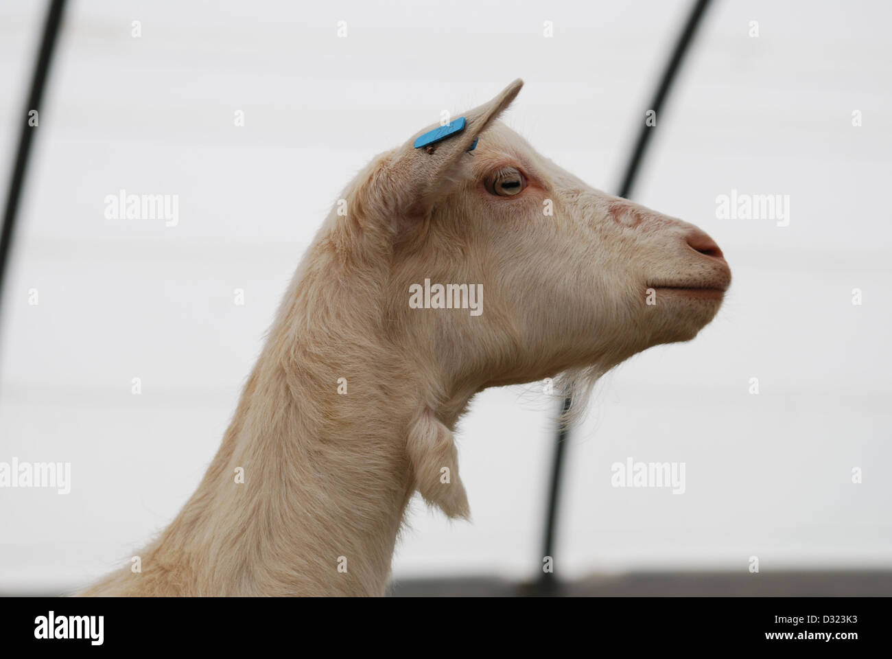 A cheeky curious goat looking at the camera in a pen full of animals at ...