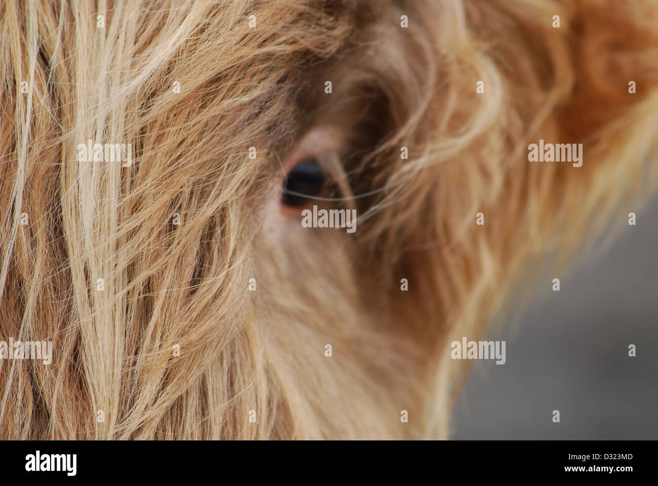 An up close or in macro photograph of a highland cows eye and face with ...