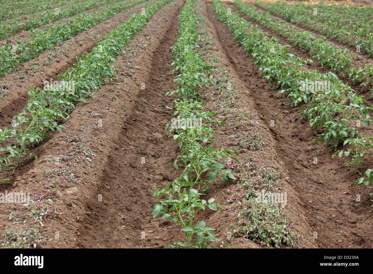 Tomato plant field Stock Photo - Alamy