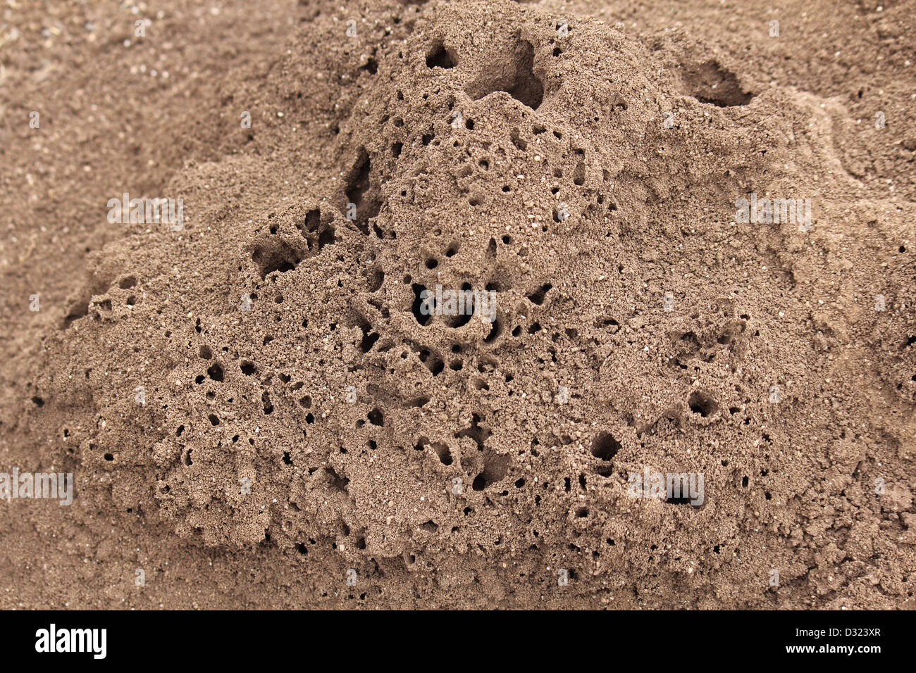 Ant Heap Stock Photos & Ant Heap Stock Images - Alamy