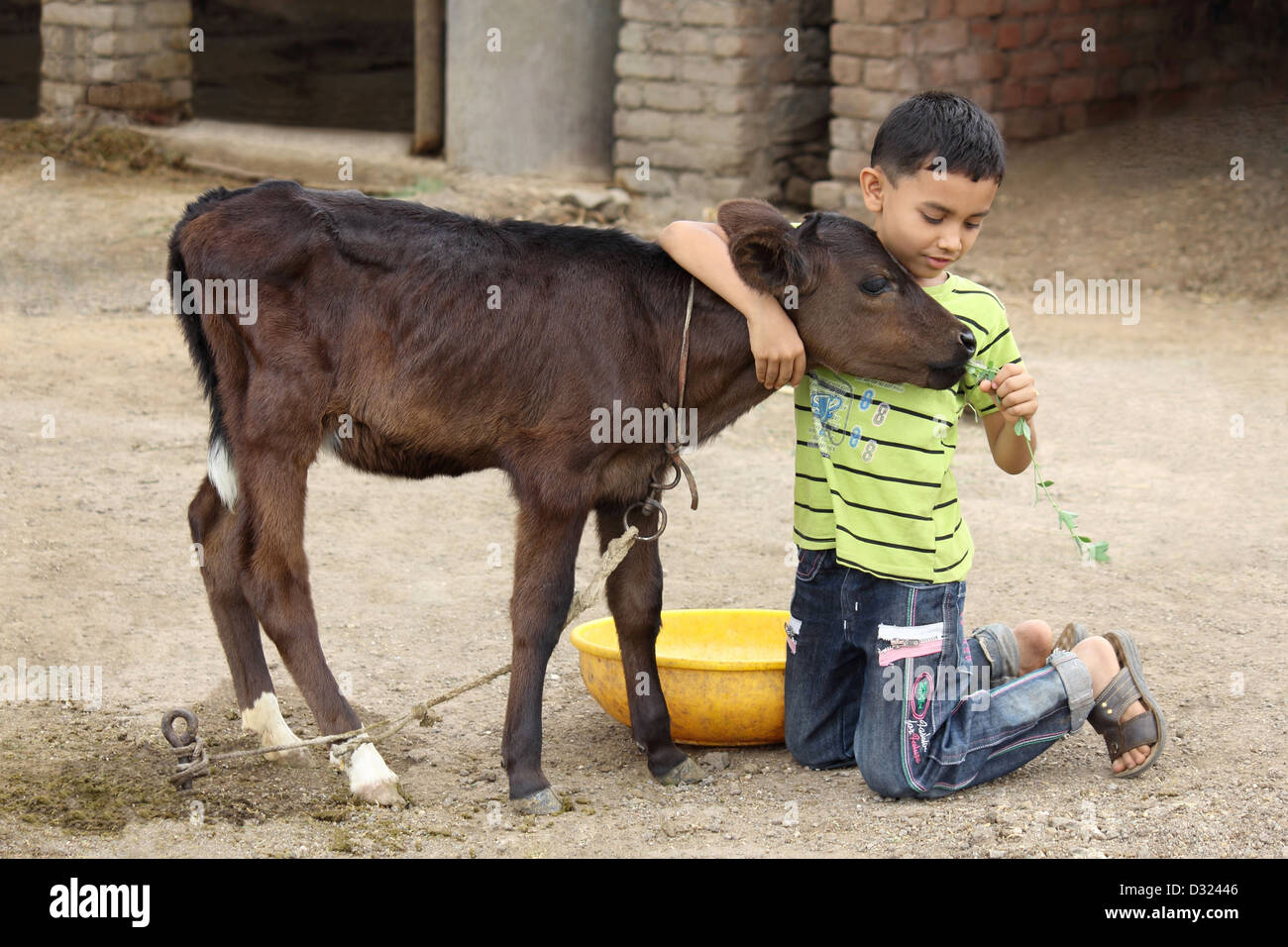 Boy feeding cow grass Stock Photo - Alamy