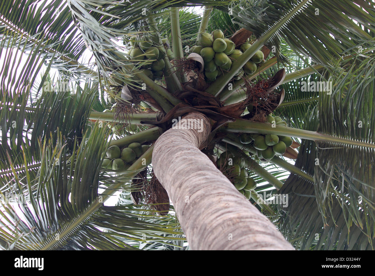 Coconut Tree and coconuts Stock Photo - Alamy