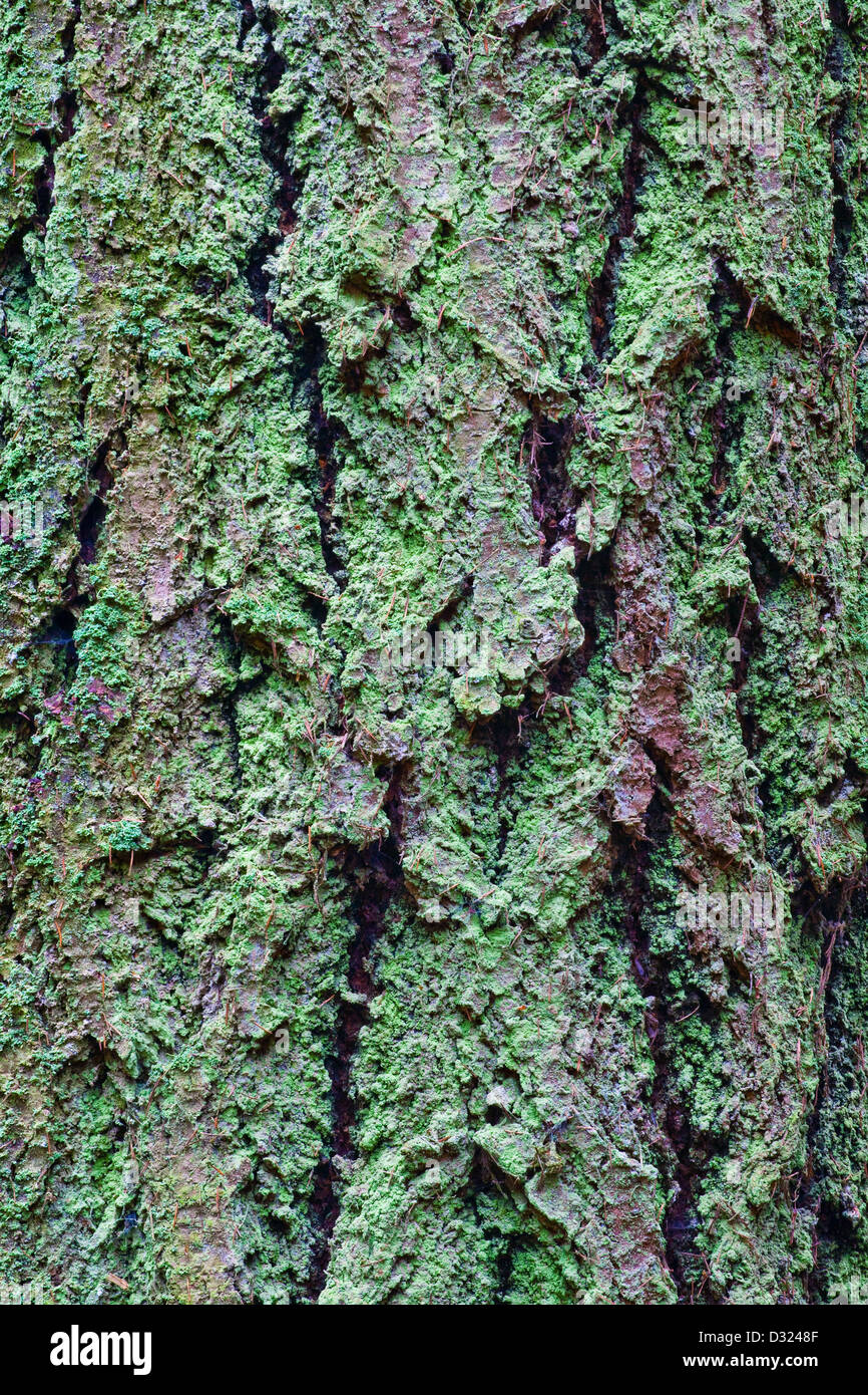 Douglas fir tree bark hi-res stock photography and images - Alamy