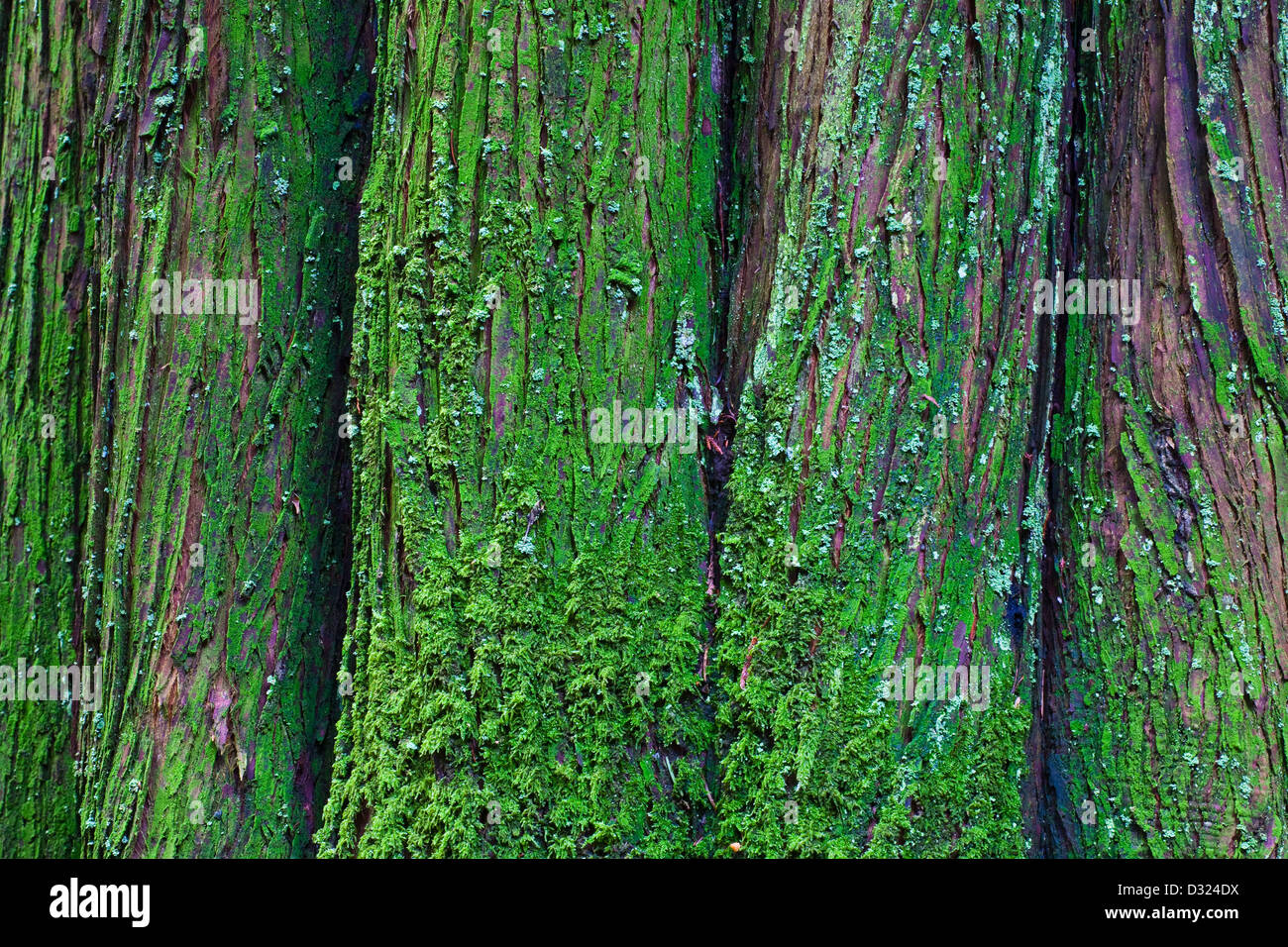 Fluted trunk hi-res stock photography and images - Alamy