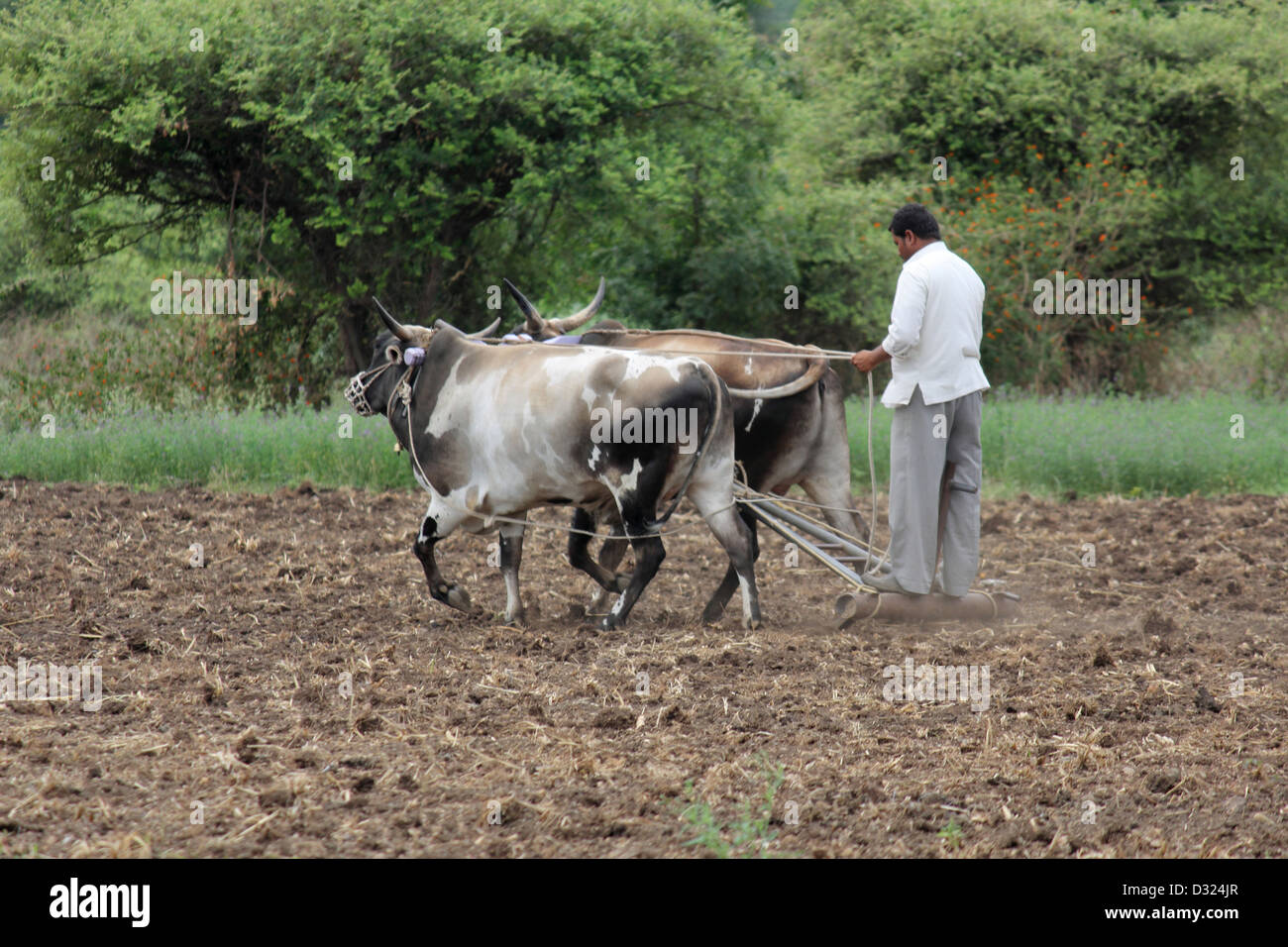 Farmer ploughing field with bullocks Stock Photo - Alamy