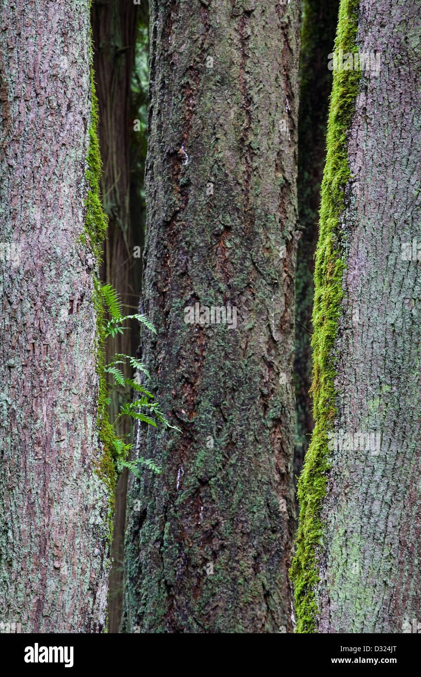 Abstract image of Maple tree trunks Stock Photo - Alamy