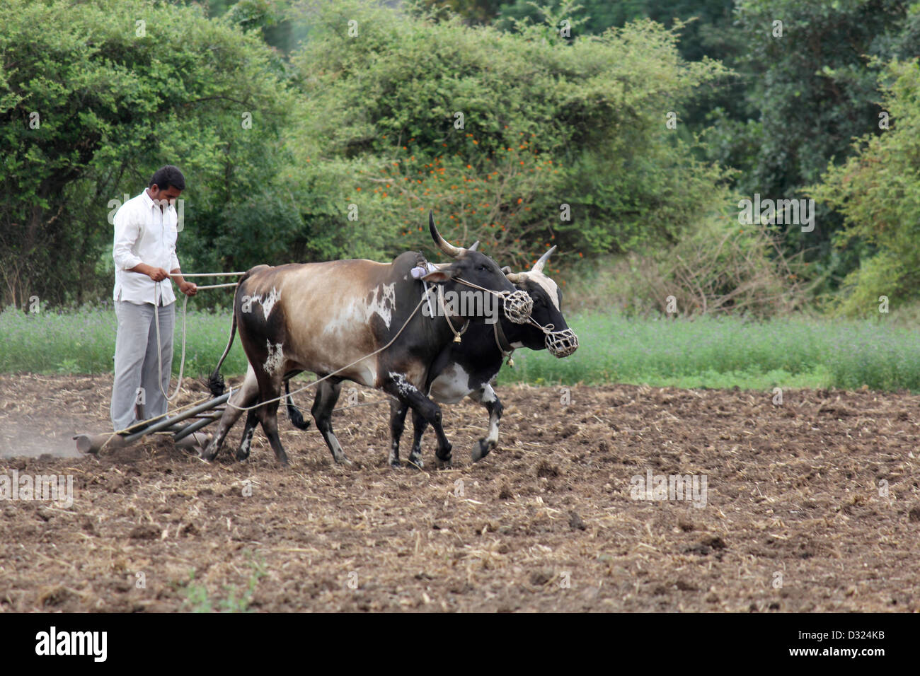 Farmer ploughing field bullocks hi-res stock photography and images - Alamy