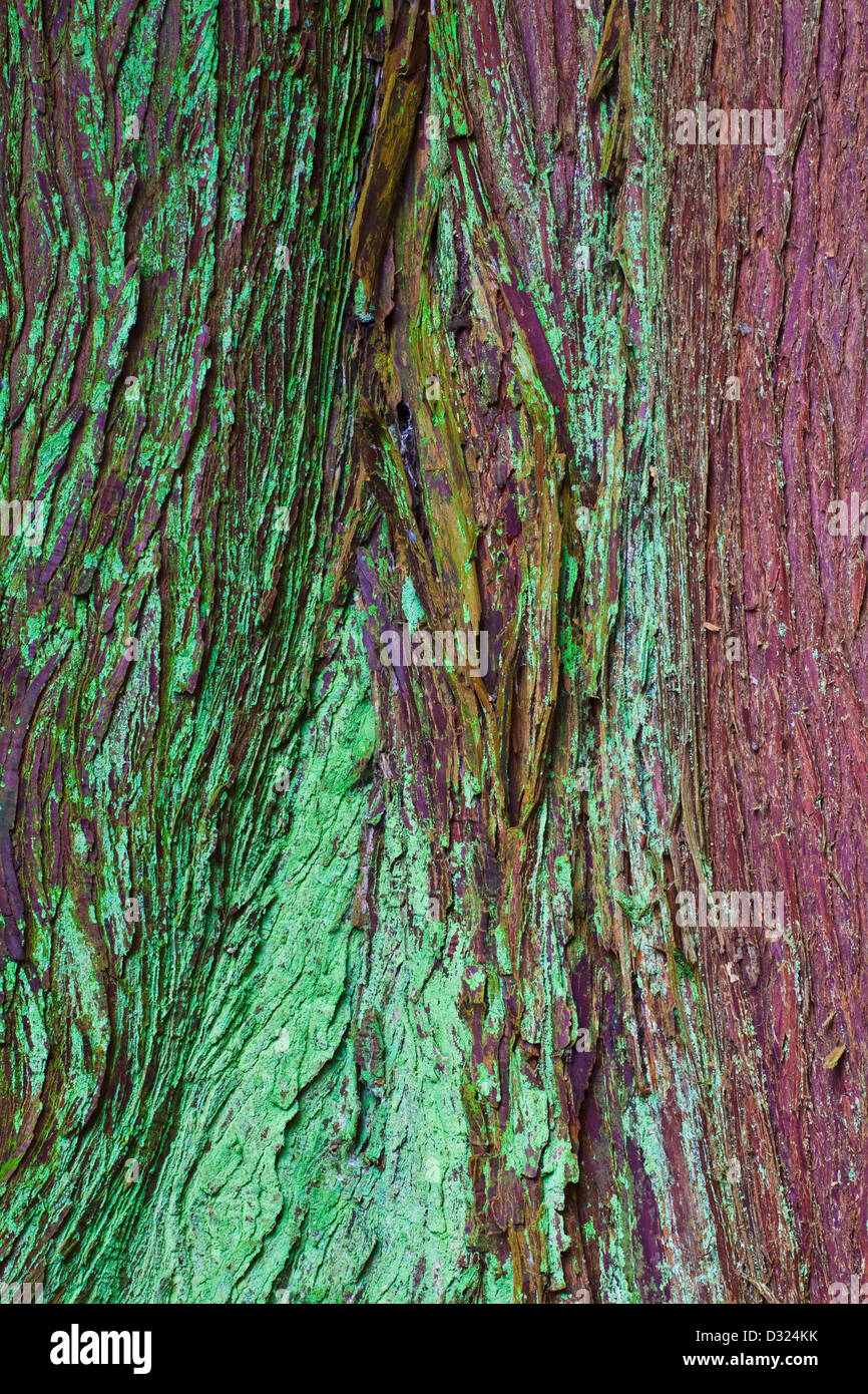 Abstract textural image of Western Red Cedar bark Stock Photo - Alamy