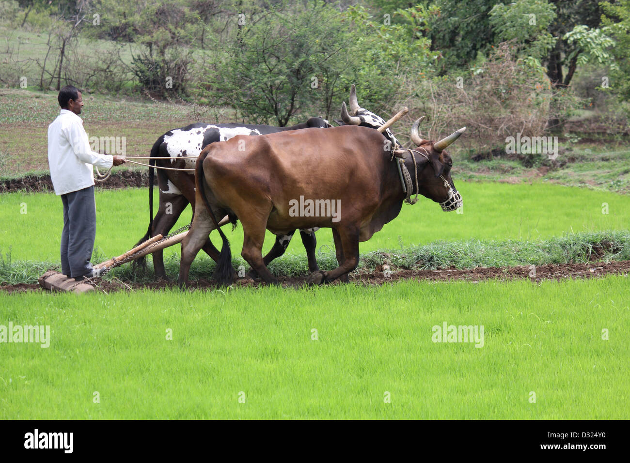 Bulls plough hi-res stock photography and images - Alamy