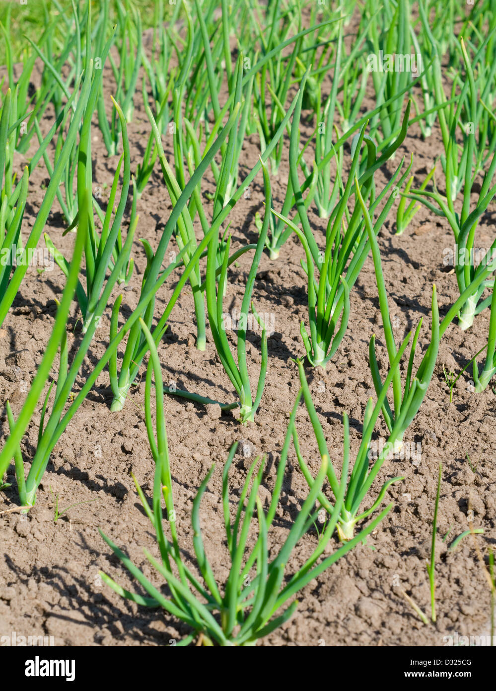 Chive Field High Resolution Stock Photography and Images - Alamy