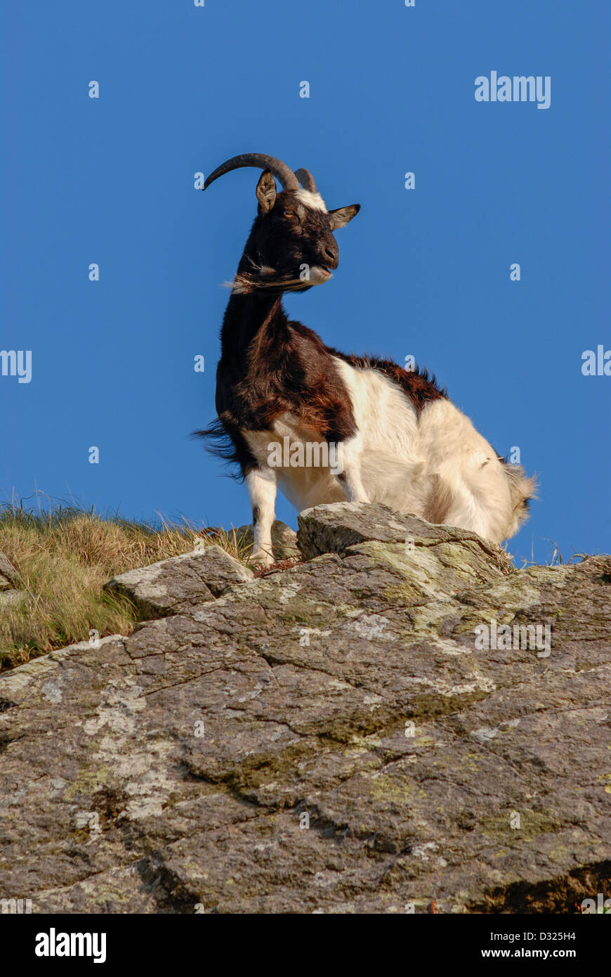 A wild goat in the Valley of the Rocks, Lynton, Devon Stock Photo - Alamy