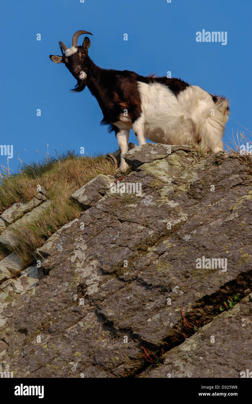 A wild goat in the Valley of the Rocks, Lynton, Devon Stock Photo - Alamy