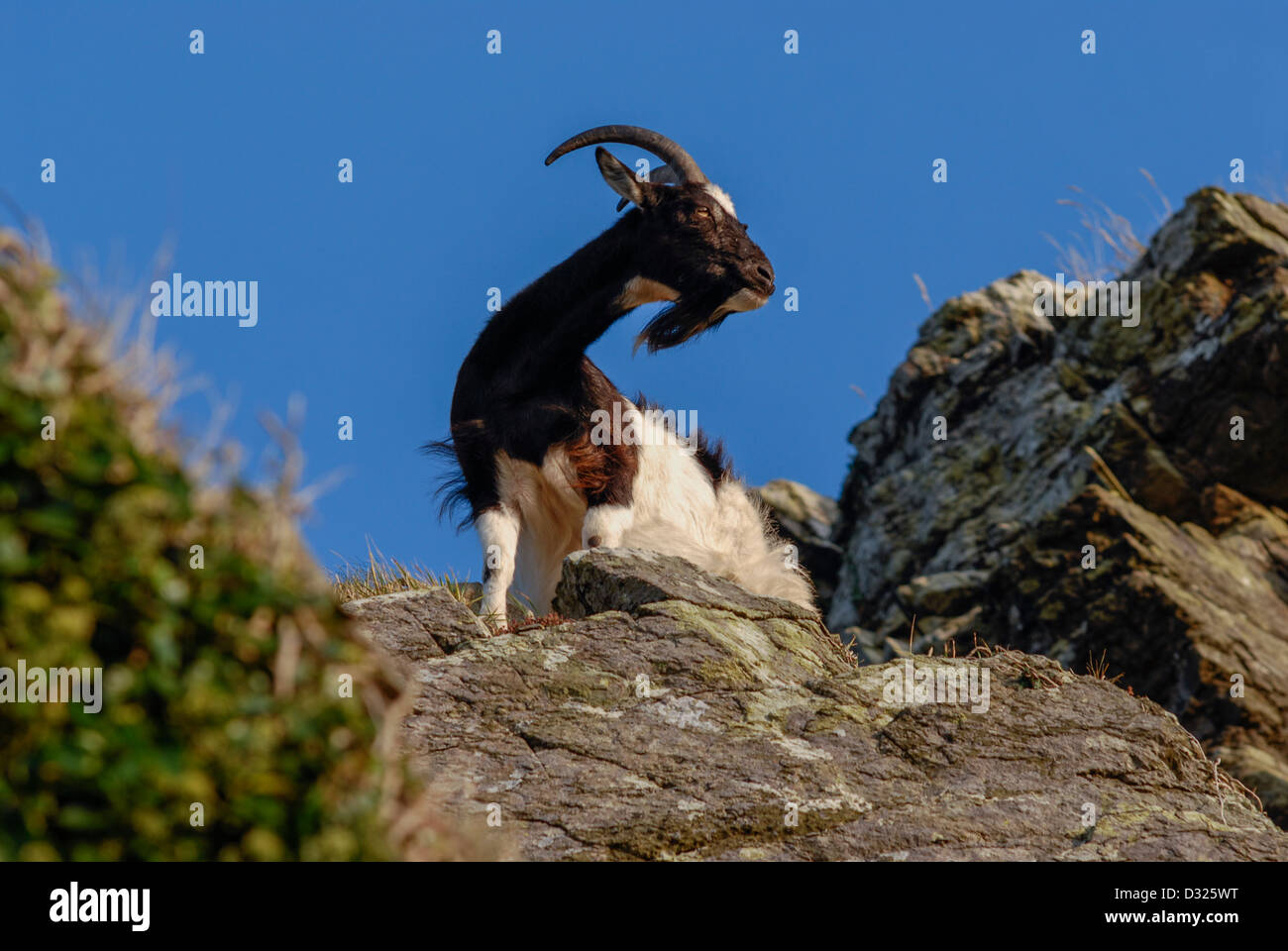 A wild goat in the Valley of the Rocks, Lynton, Devon Stock Photo - Alamy