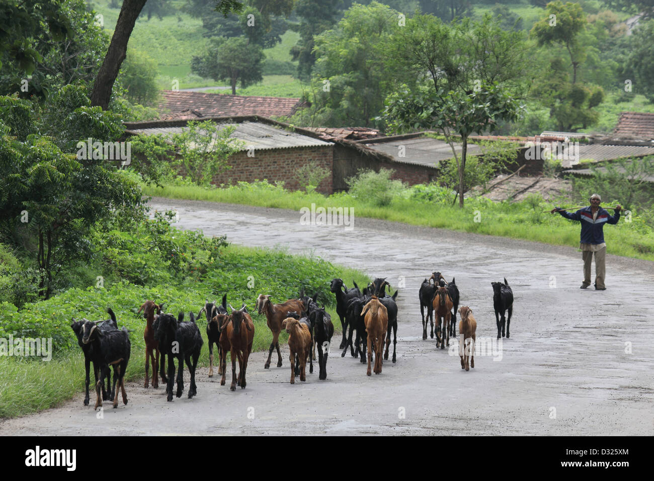 Shepherd with herd of goats Stock Photo - Alamy